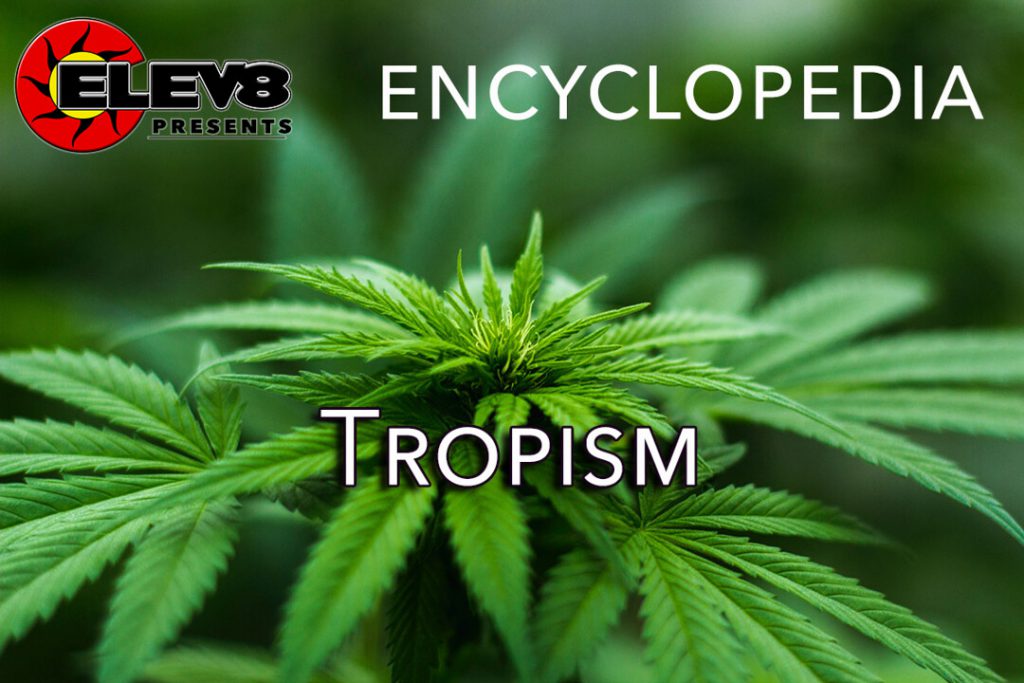 Tropism – Elev8 Presents
