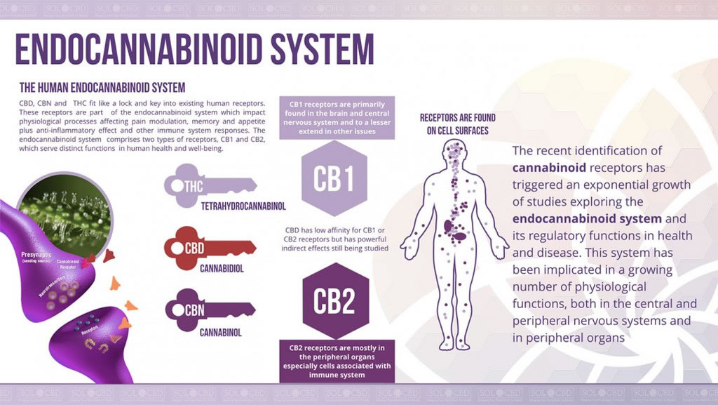 human-endocannabinoid-system – Elev8 Presents